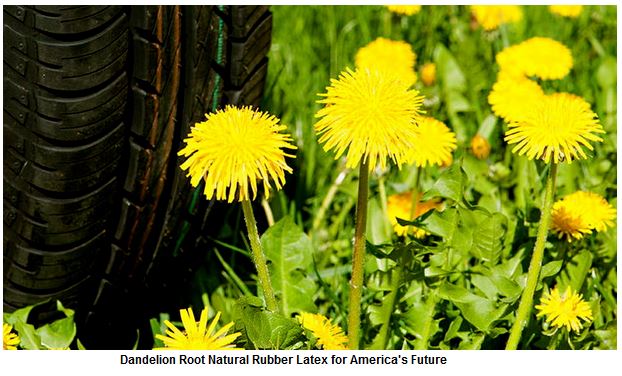 rubber latex dandelion – American Intelligence Media