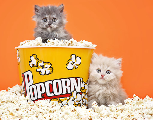 two cats in popcorn – American Intelligence Media