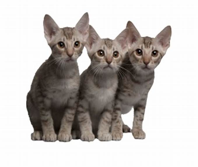 three cats looking – American Intelligence Media