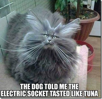 cat electric socket – American Intelligence Media