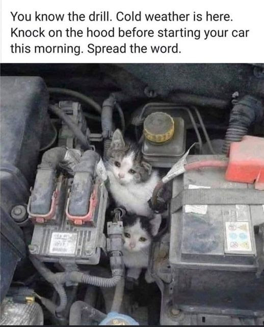 cats in car engine – American Intelligence Media
