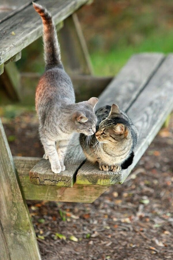 cats kissing on bench – American Intelligence Media