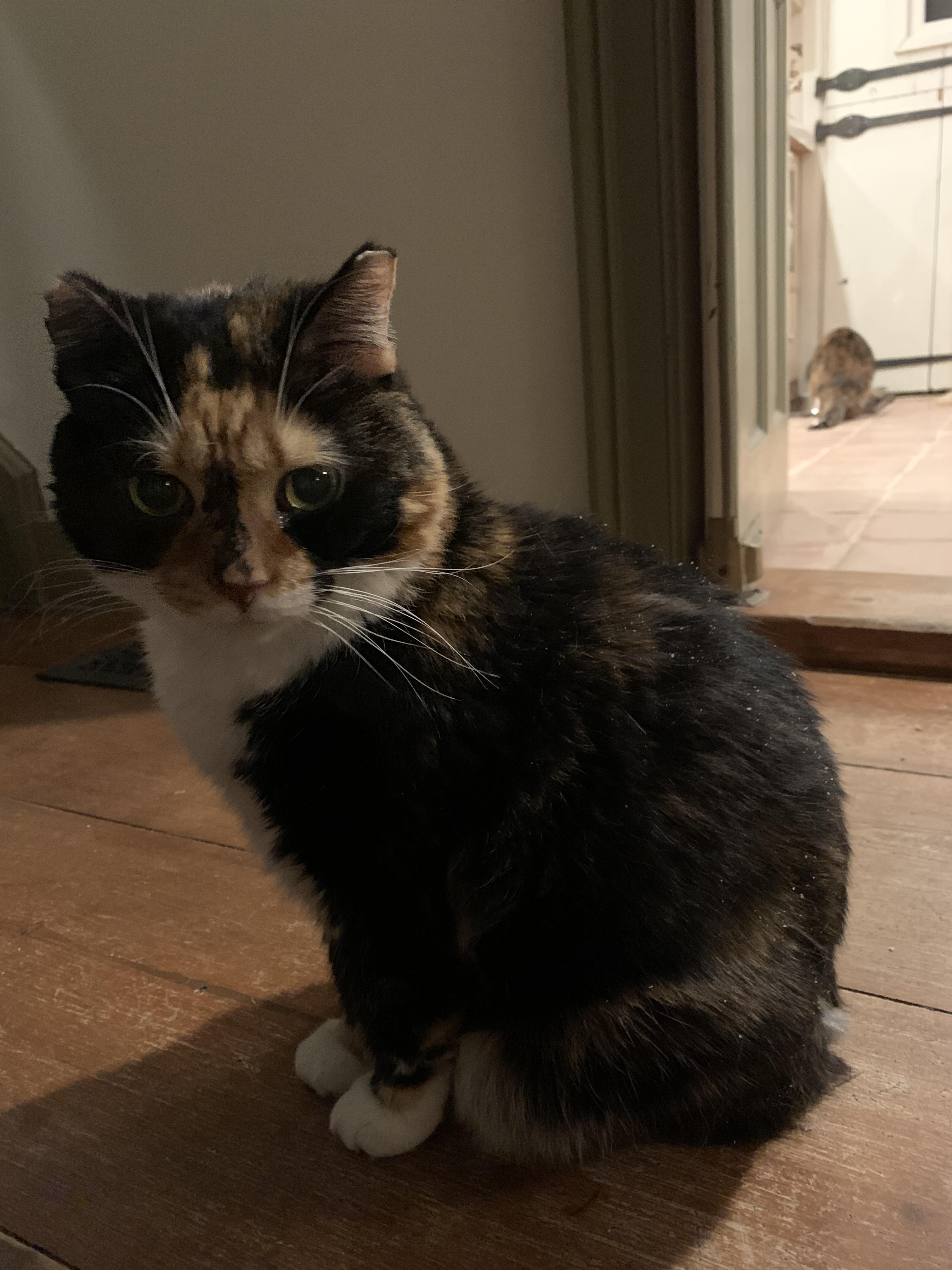pam cat – American Intelligence Media